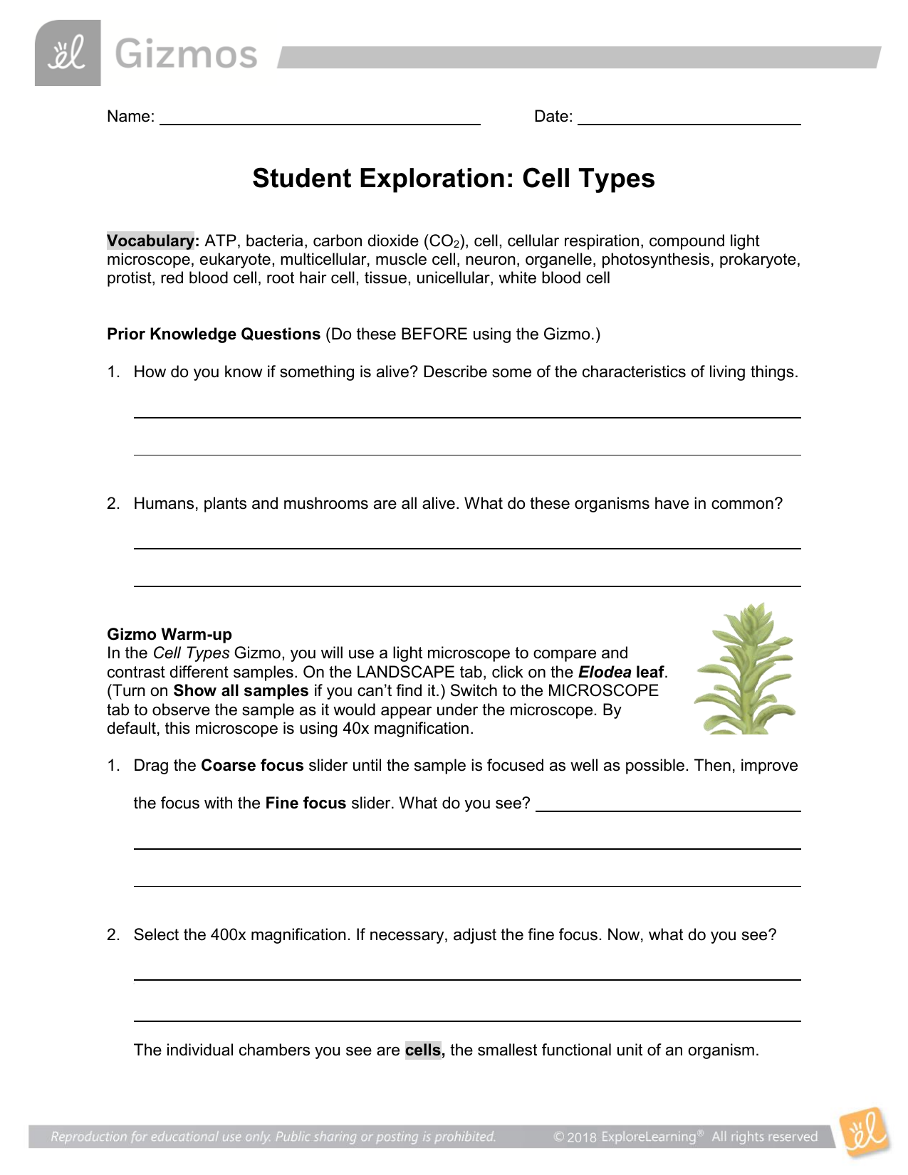Student Exploration Cell Types Www inf inet