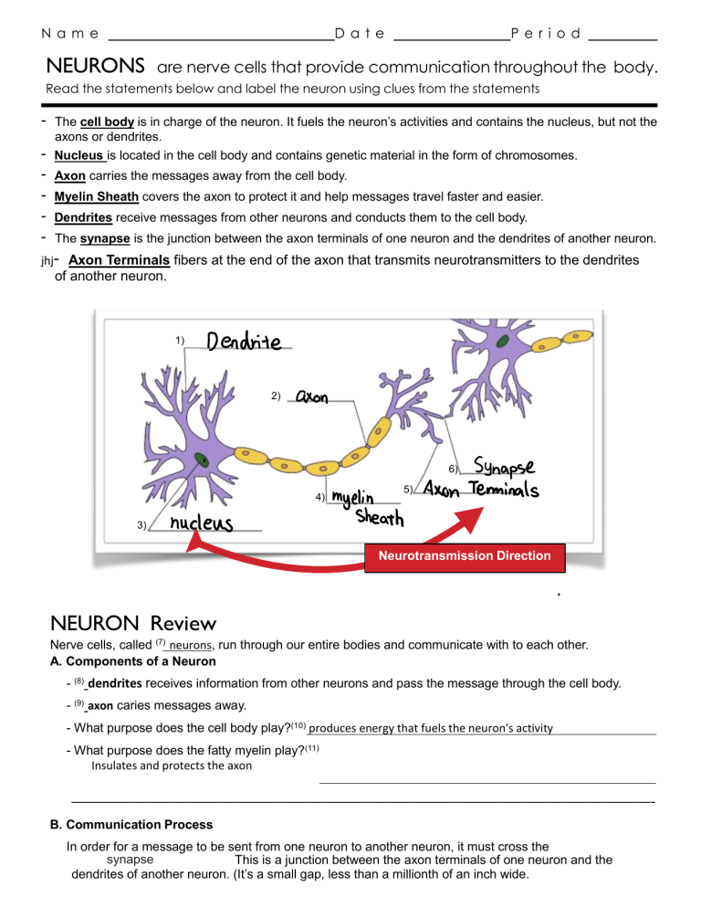 02B Anatomy Of A Neuron 1 1 