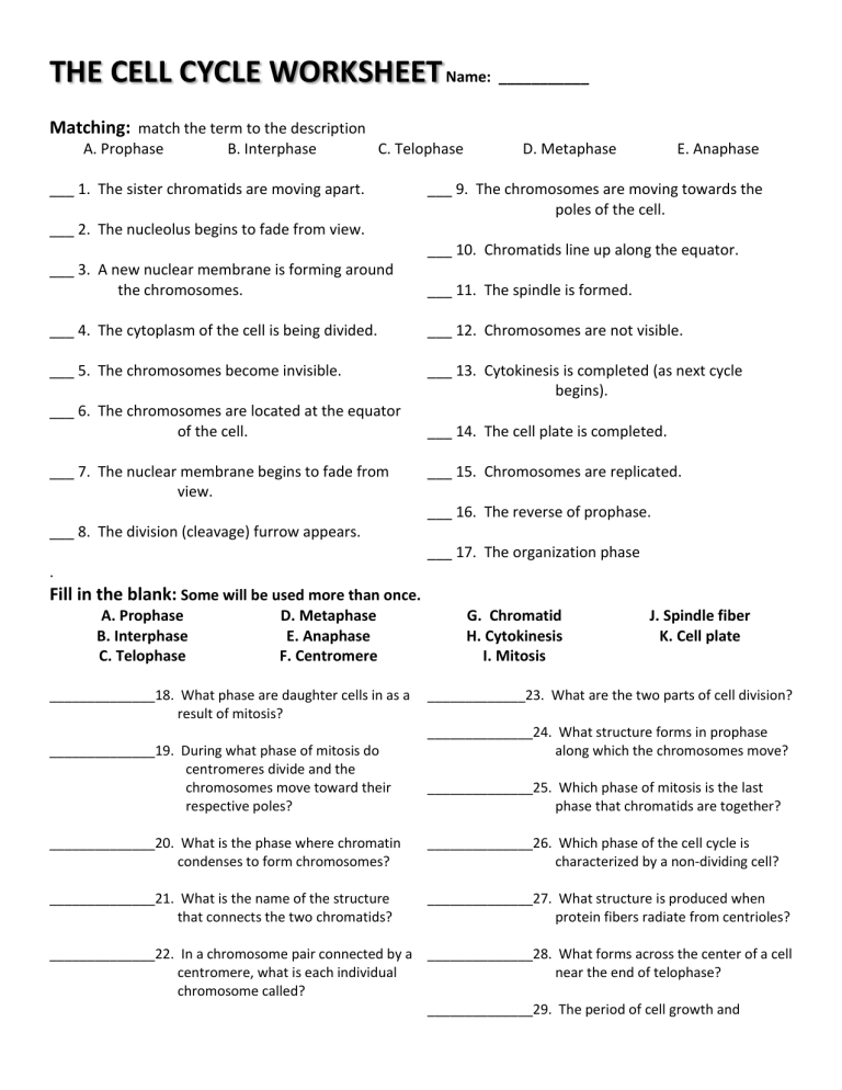 The cell cycle worksheet With Answers Copy