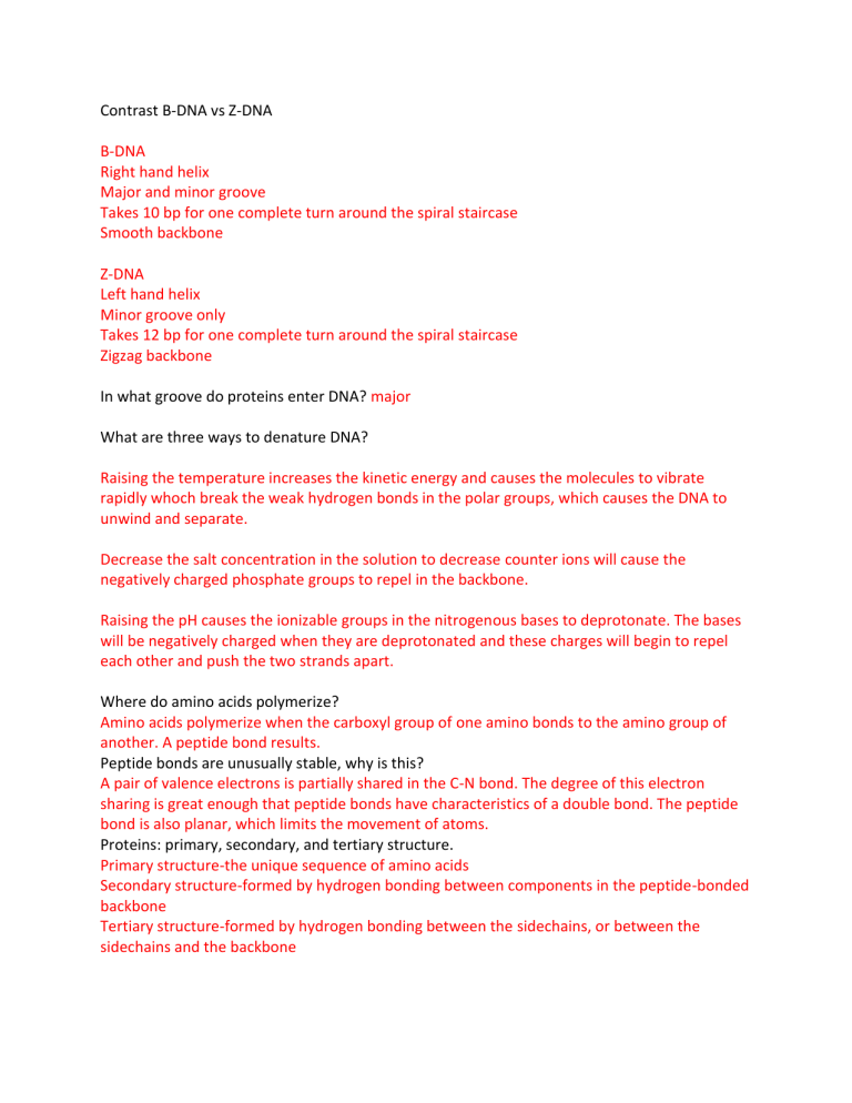Molecular Biology Study Guide: DNA, Proteins, Enzymes