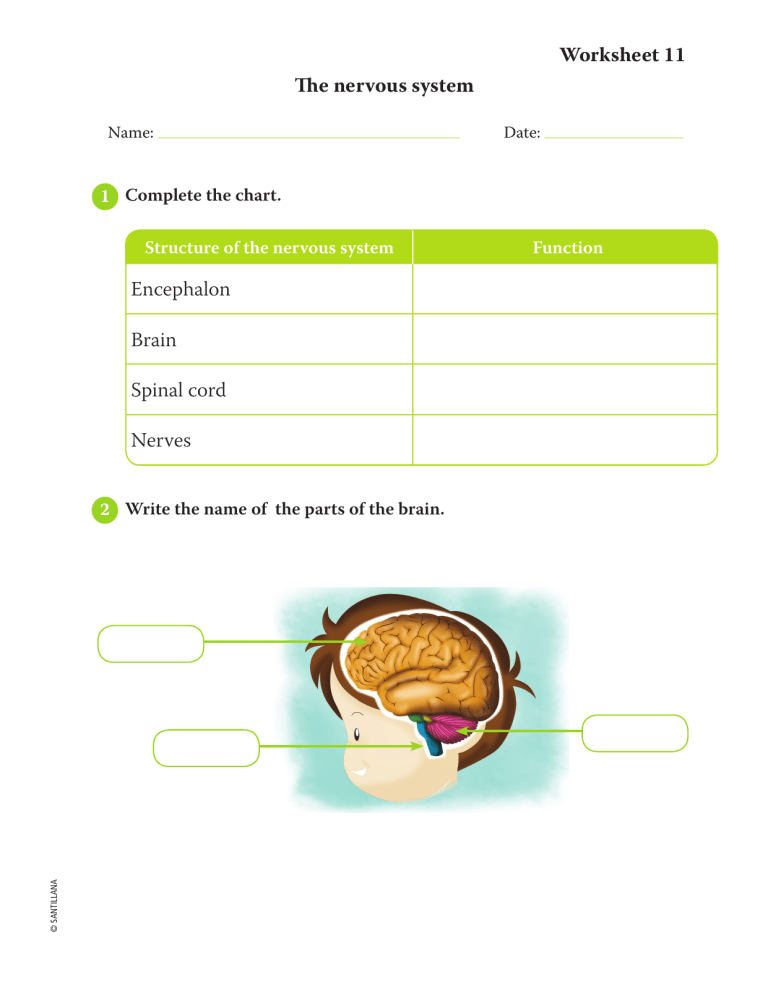Nervous System Worksheet Nervous System Worksheet