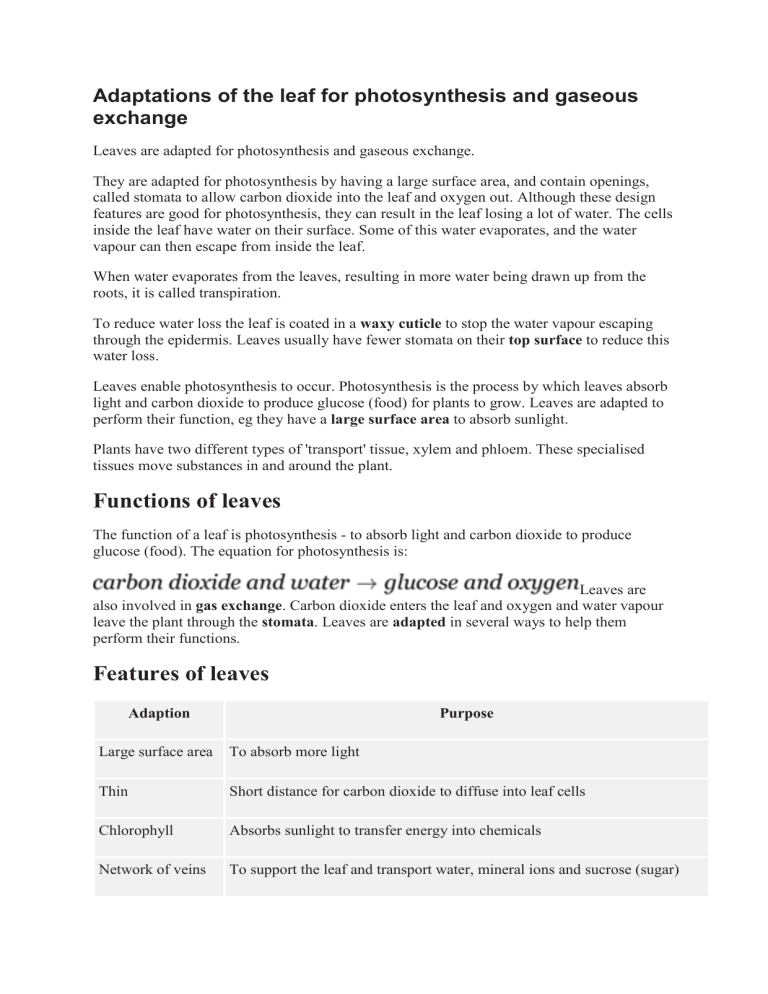 Adaptations Of The Leaf For Photosynthesis And Gaseous Exchange