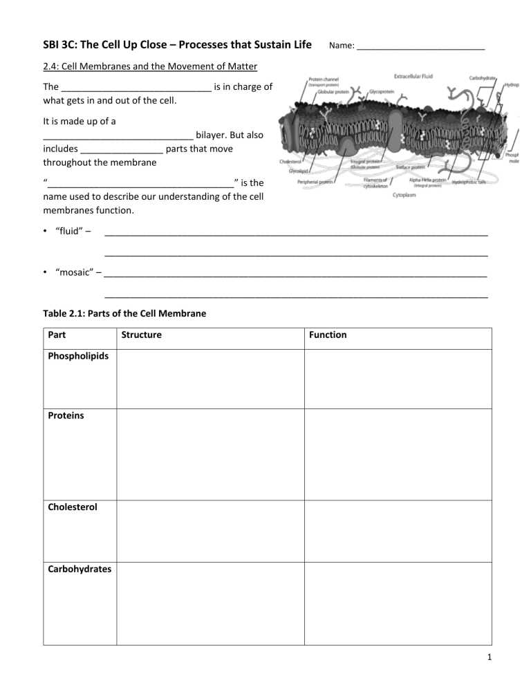 Cell Membranes & Transport Worksheet: High School Biology