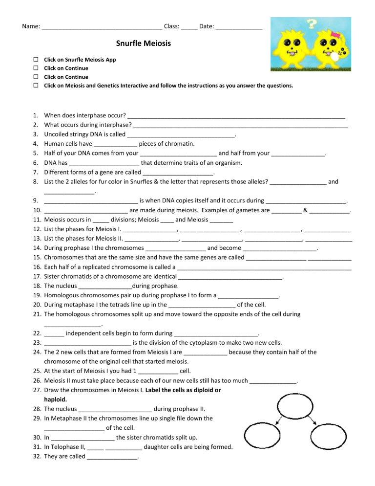 Snurfle Meiosis Worksheet Genetics Cell Division