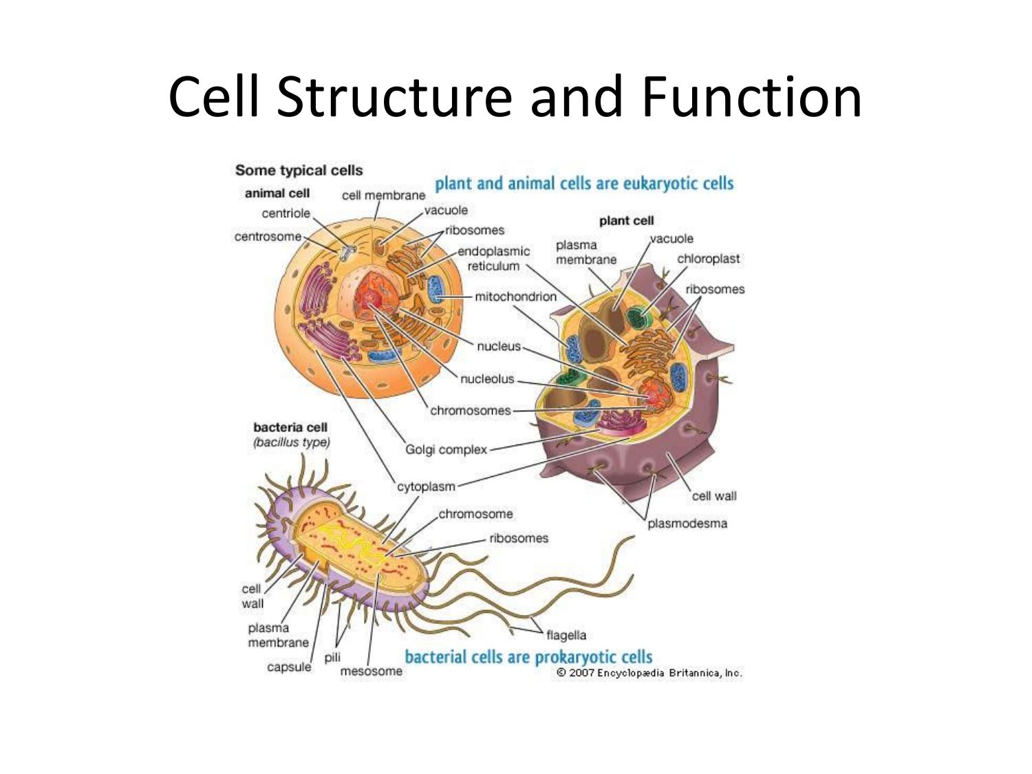 Cell Structure And Function PPT