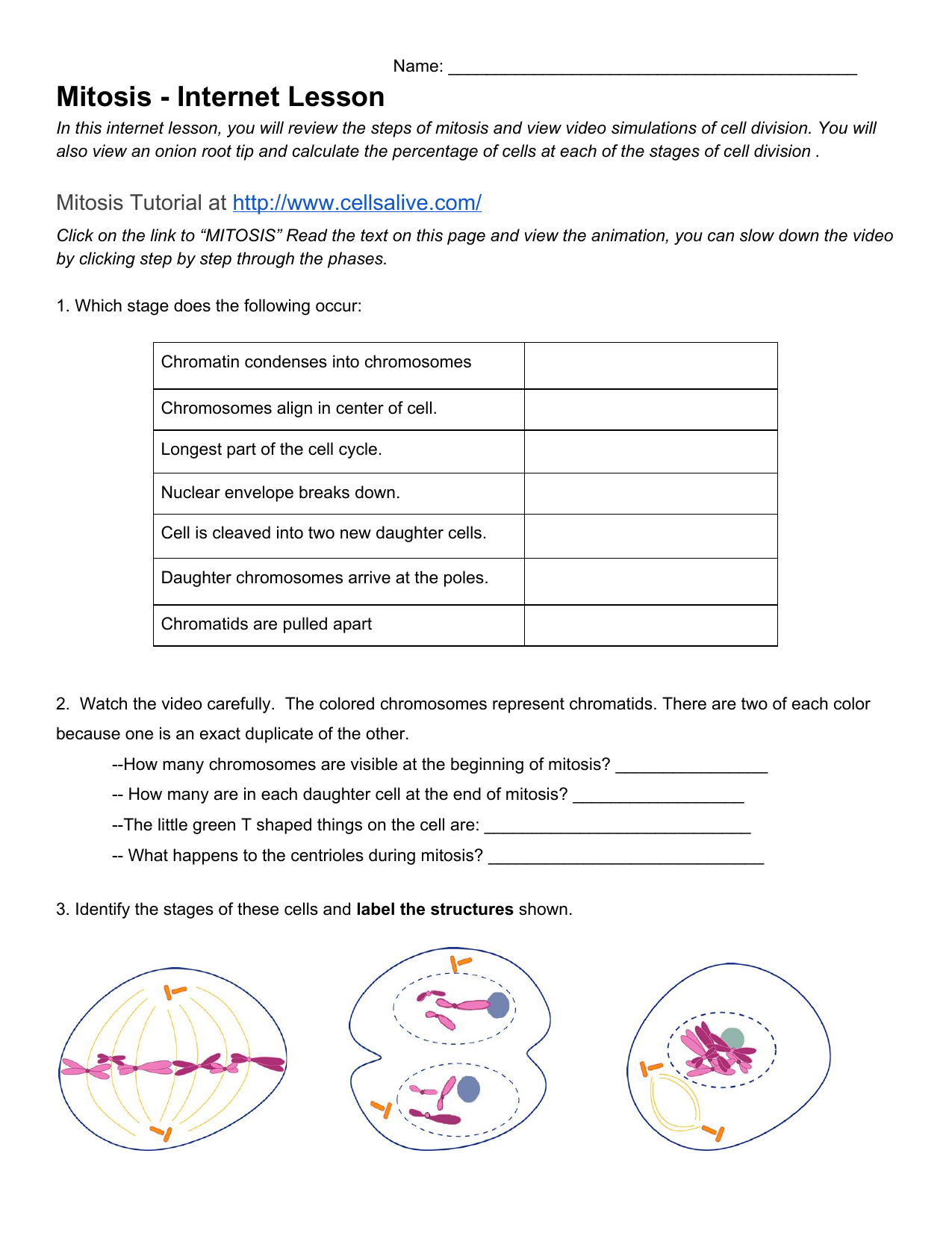 Mitosis Internet Lesson Mitosis Internet Lesson