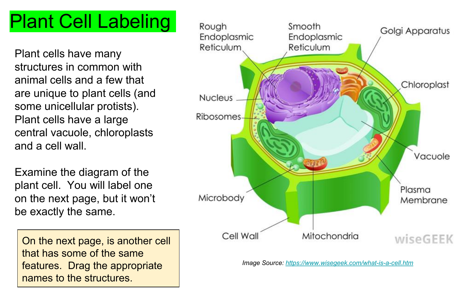 Copy Of Cell Label Plant And Animal Bio Corner