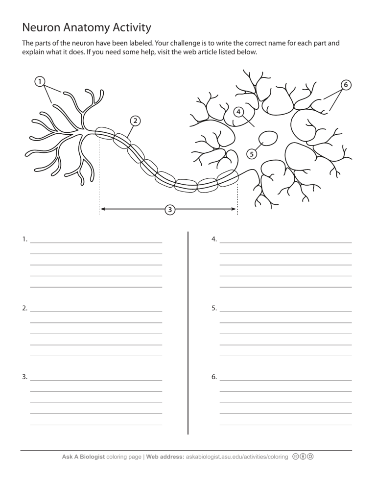 42 The Anatomy Of A Synapse Coloring Answers AuroreCollette