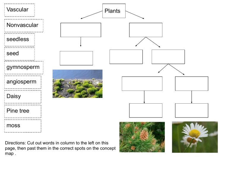 Plant Classification Concept Map