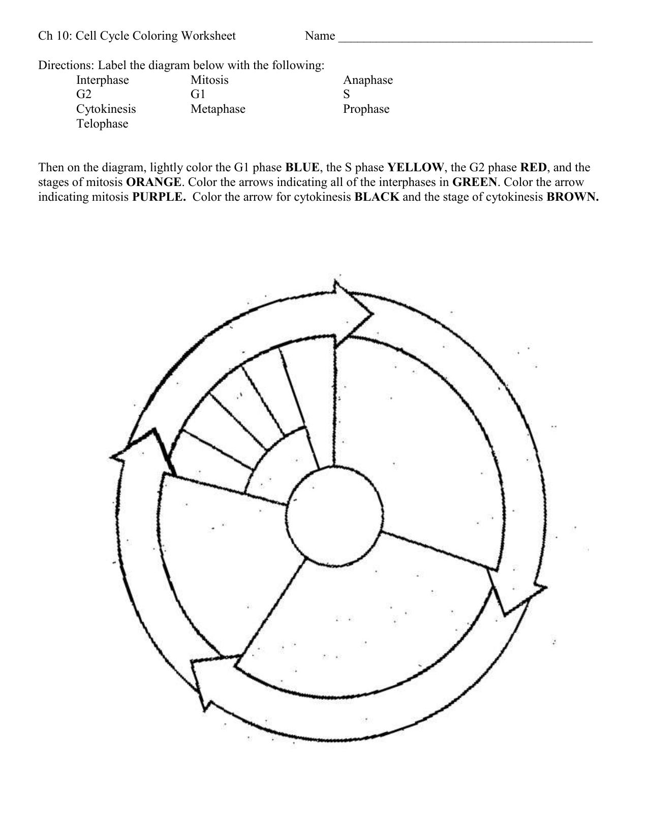 Cell Cycle Coloring Worksheet
