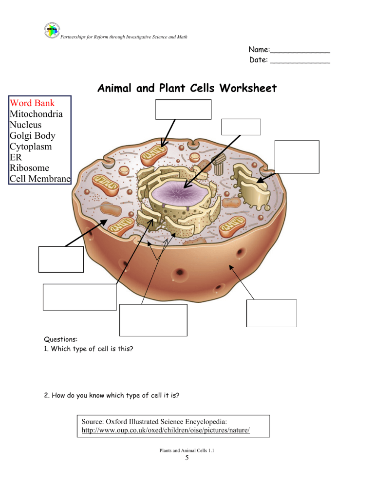Anatomy Of A Cell Worksheet Anatomy Of A Cell Worksheet