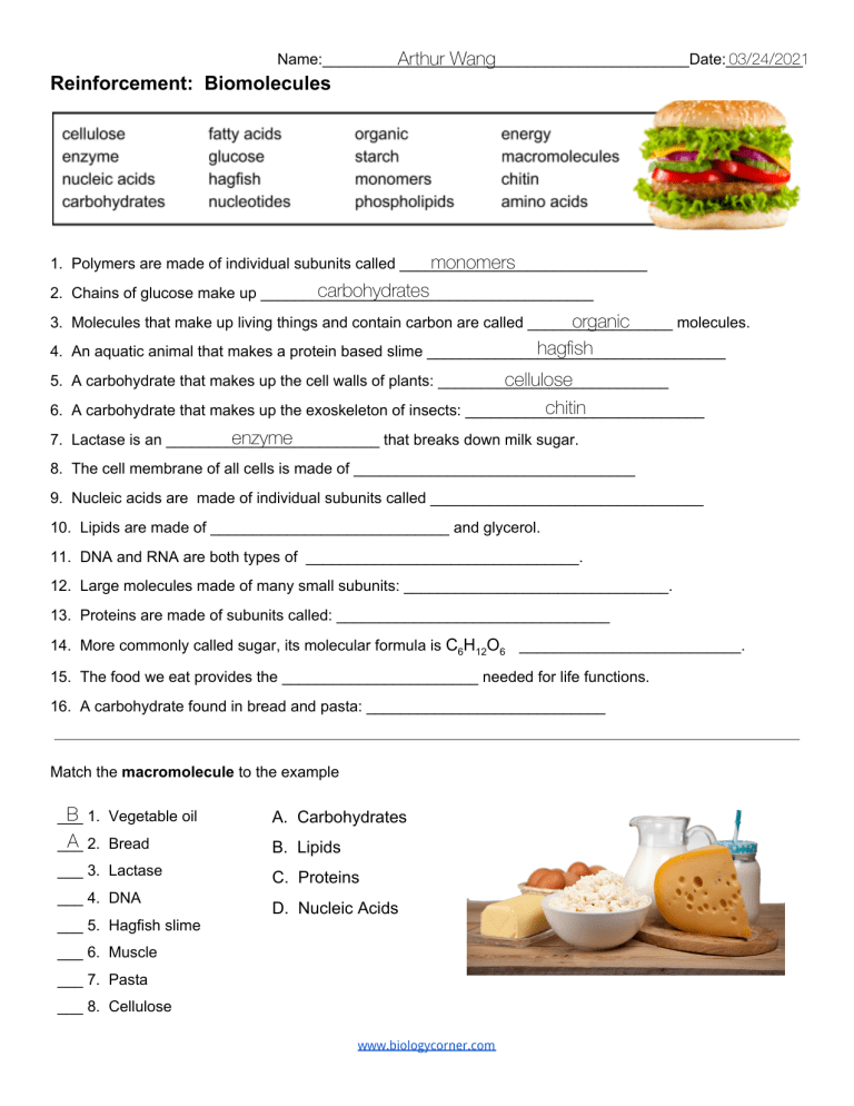 Reinforcement Biomolecules Answer Key