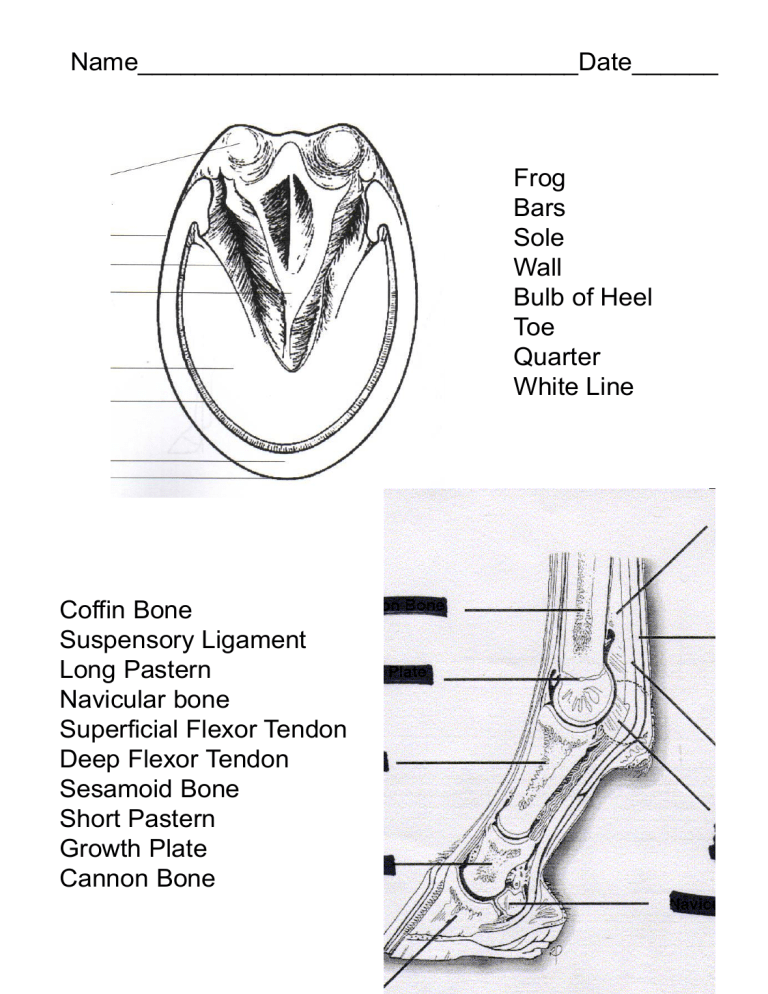 Anatomy Handout