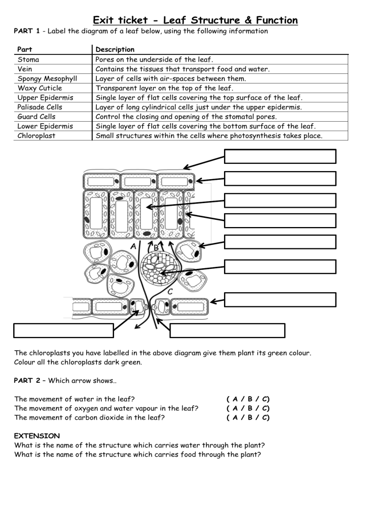 Leaf Structure Worksheet