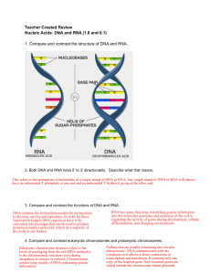Central Dogma scavenger hunt