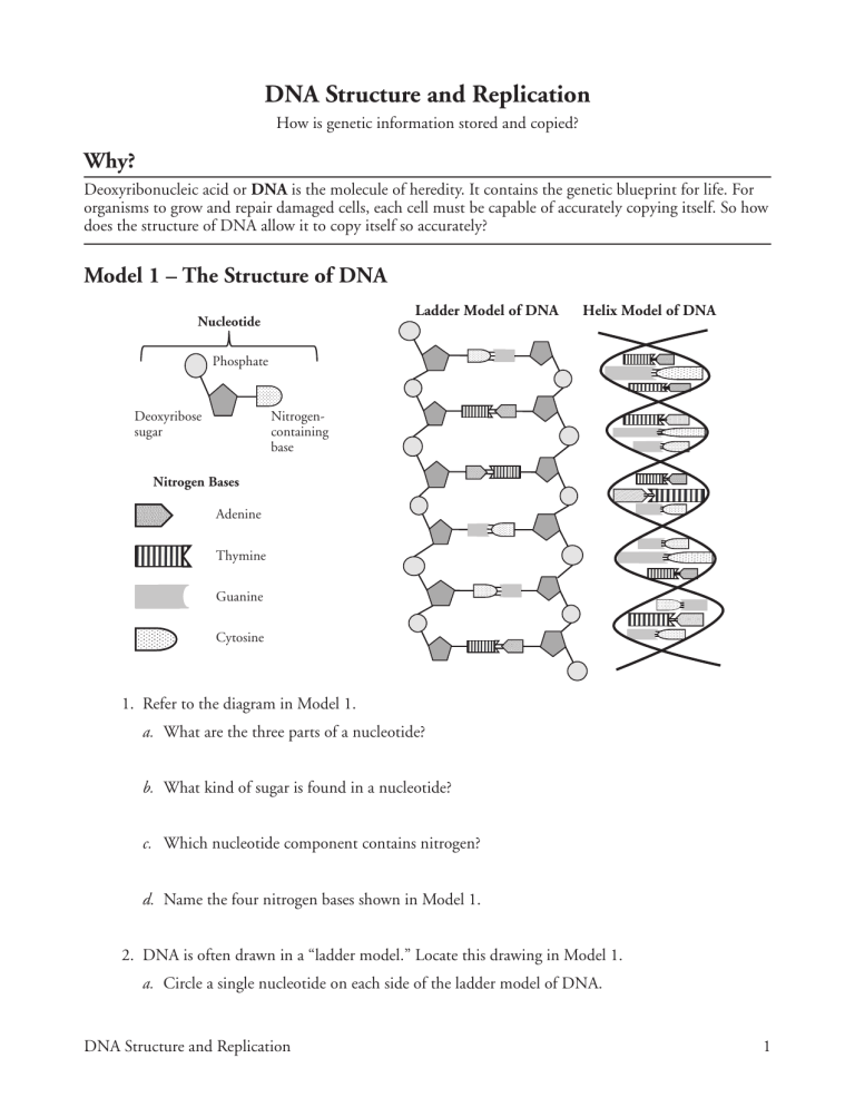 DNA Structure And Replication Ramsey School District