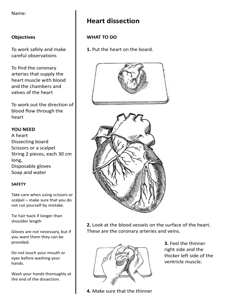Heart Dissection Worksheet Heart Dissection Worksheet