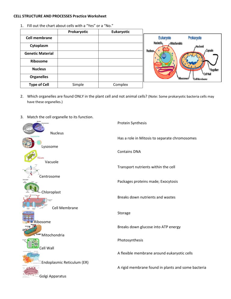 Cell Structure And Transport Quiz Cell Structure And Transport Quiz