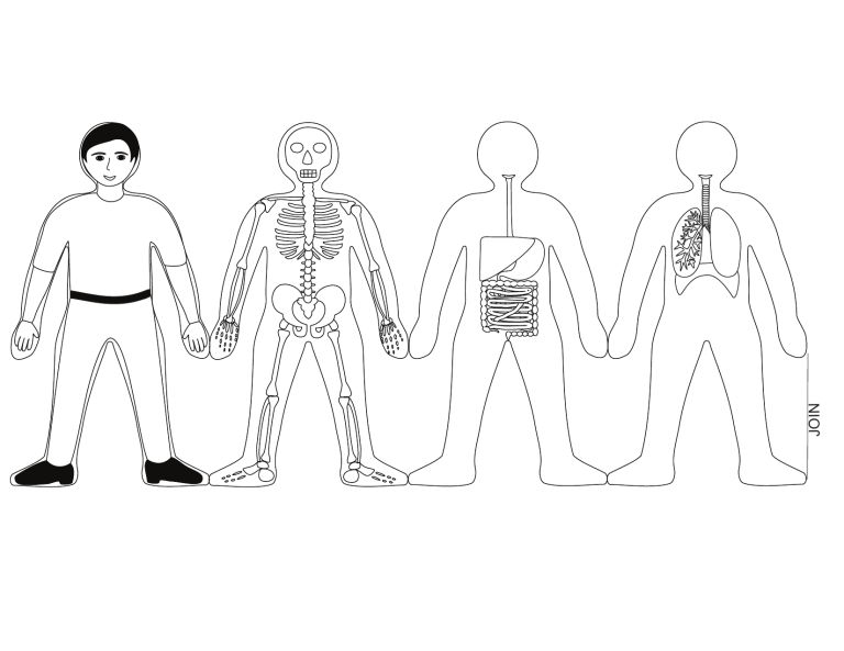Human Body Systems Foldable Human Body Systems Foldable