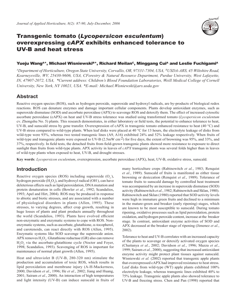 Transgenic tomato (Lycopersicon esculentum)