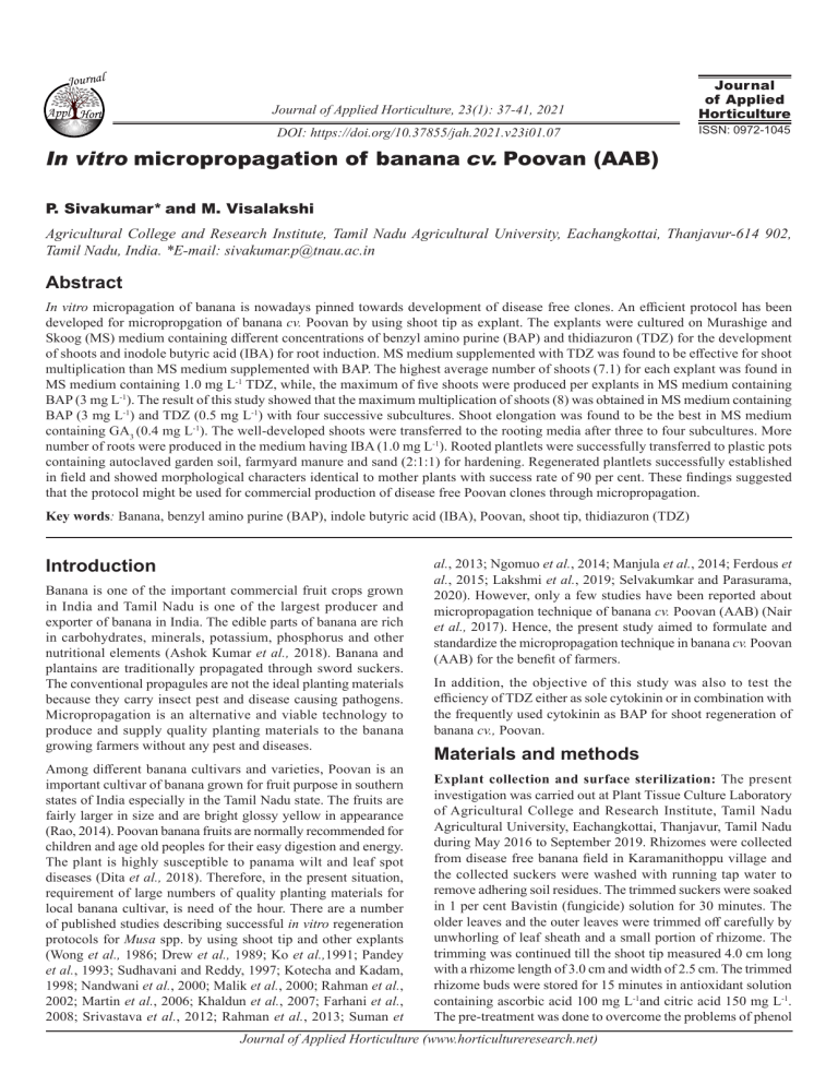 Banana Micropropagation: In Vitro Protocol for Poovan (AAB)