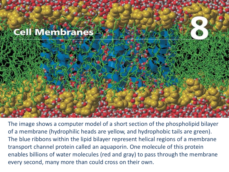 Cell Membranes: Structure, Transport, and Fluidity