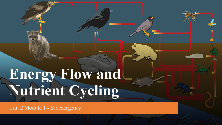 Energy Flow and Nutrient Cycling - Bioenergetics Module