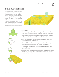 Build-A-Membrane Activity Instructions