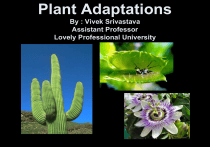 Plant Adaptations: Structural & Behavioral Traits