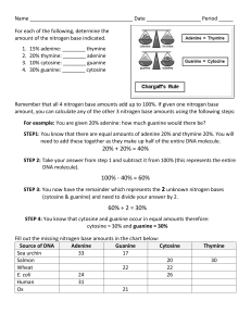 DNA Structure Review Worksheet