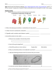 Kingdom Protista Worksheet - Protist Classification & Characteristics