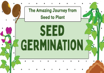 Seed to Plant: The Amazing Journey of Germination