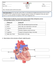 Grade 4 Science: Circulatory & Excretory Systems Worksheet
