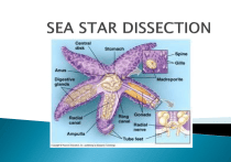 Sea Star Dissection Guide: Anatomy & Steps
