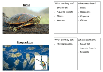 Aquatic Food Web: Turtle & Zooplankton
